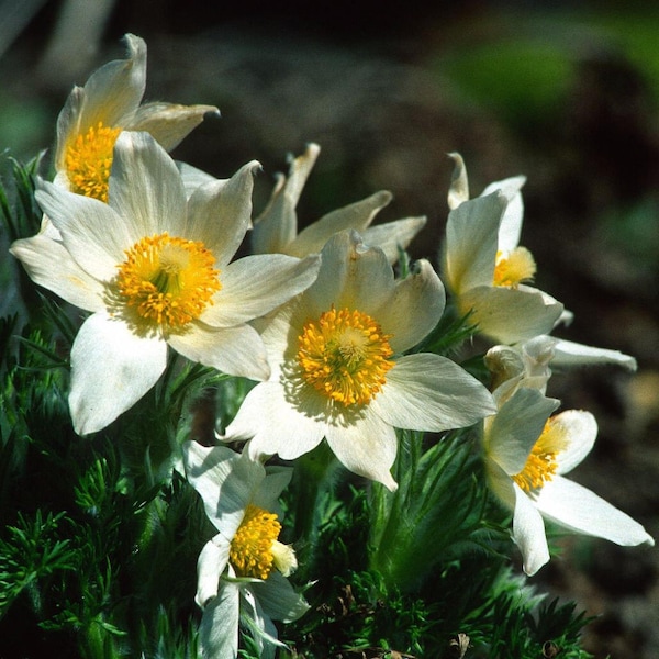 Pasque Flower - Etsy