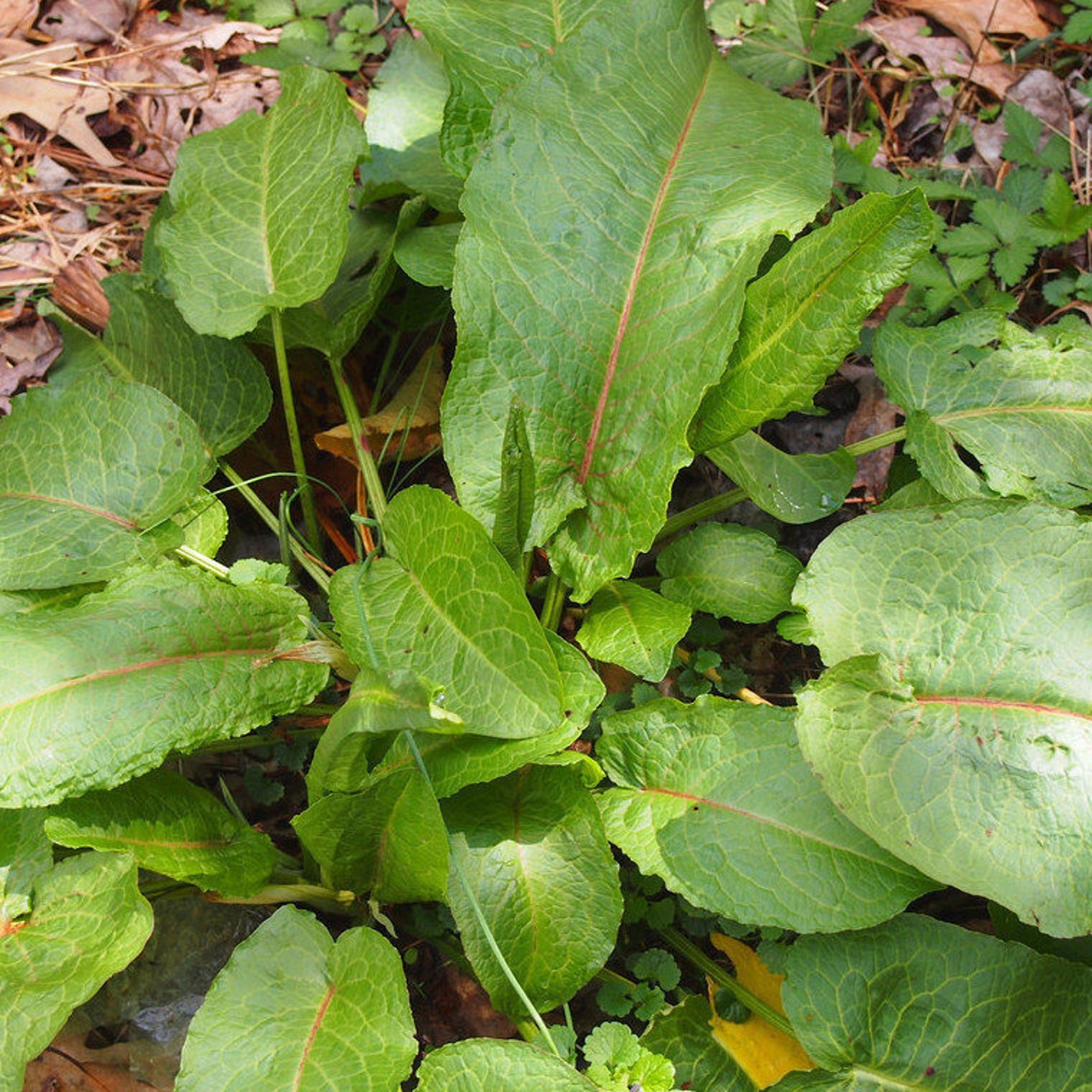 Yellow Dock Seeds (rumex Crispus) 50+ Organic Medicinal Herb Seeds in ...