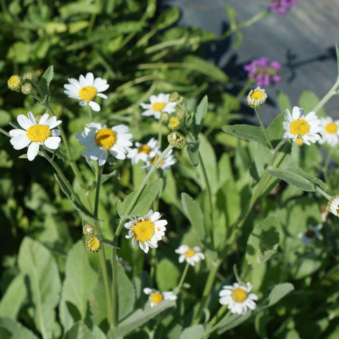 Costmary Seeds (tanacetum Balsamita) 20+ Seeds in Frozen Seed Capsules ...