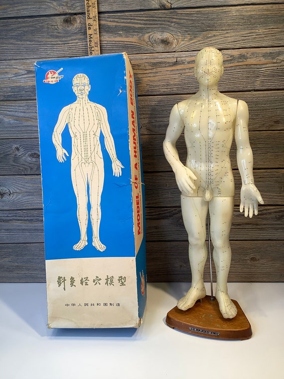 Vintage Good Health Model of Human Body for Acupunture Point | Etsy