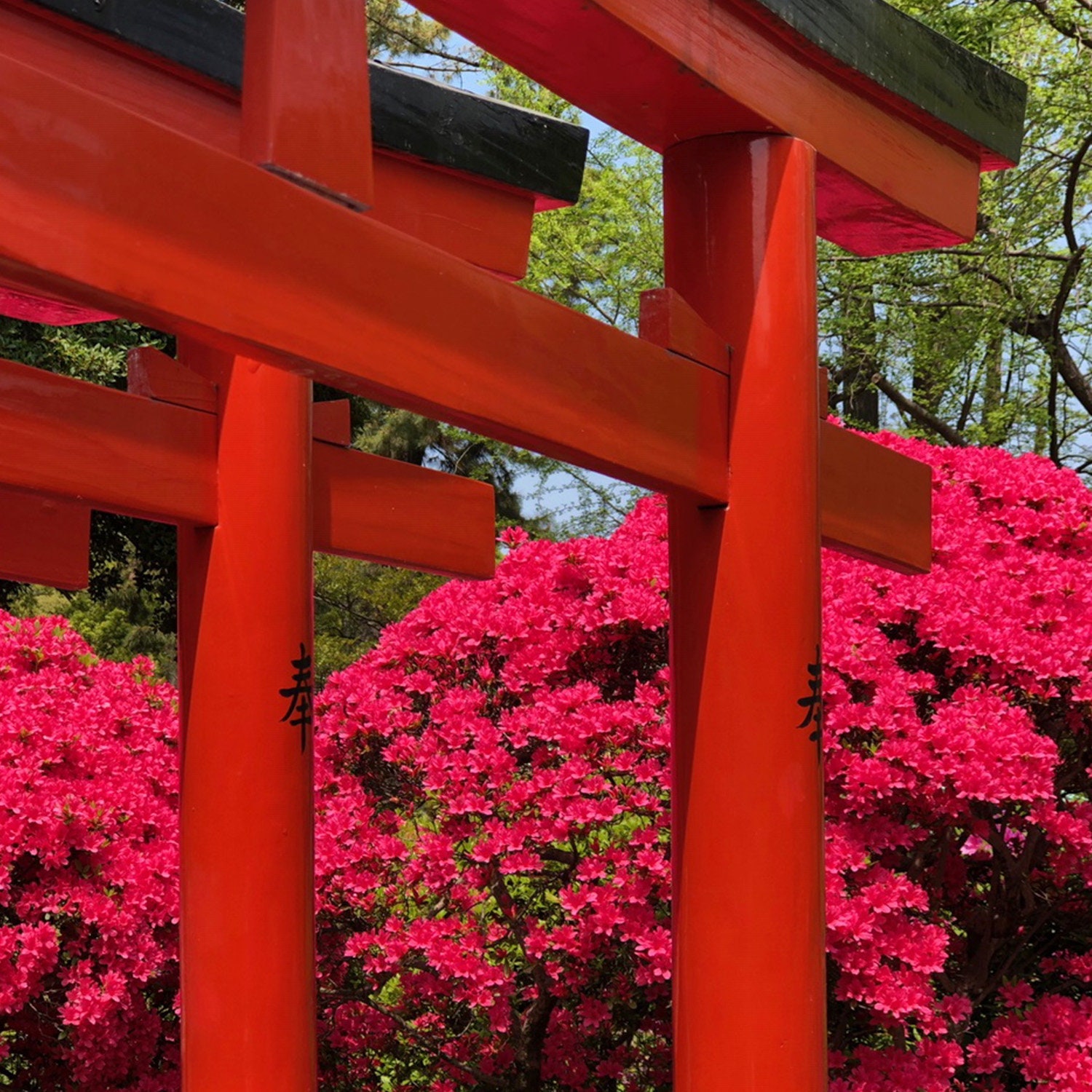 Shikishi Board Azalea Print Japanese Art Print Silk Screen - Etsy