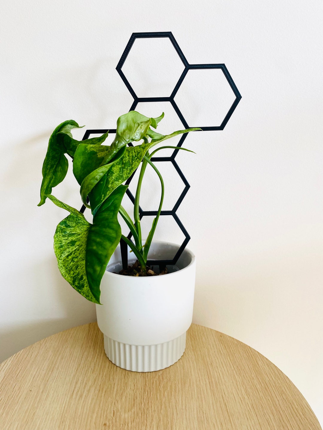 HECTOR Large Hexagon Trellis for Indoor Plants Climbing - Etsy Australia