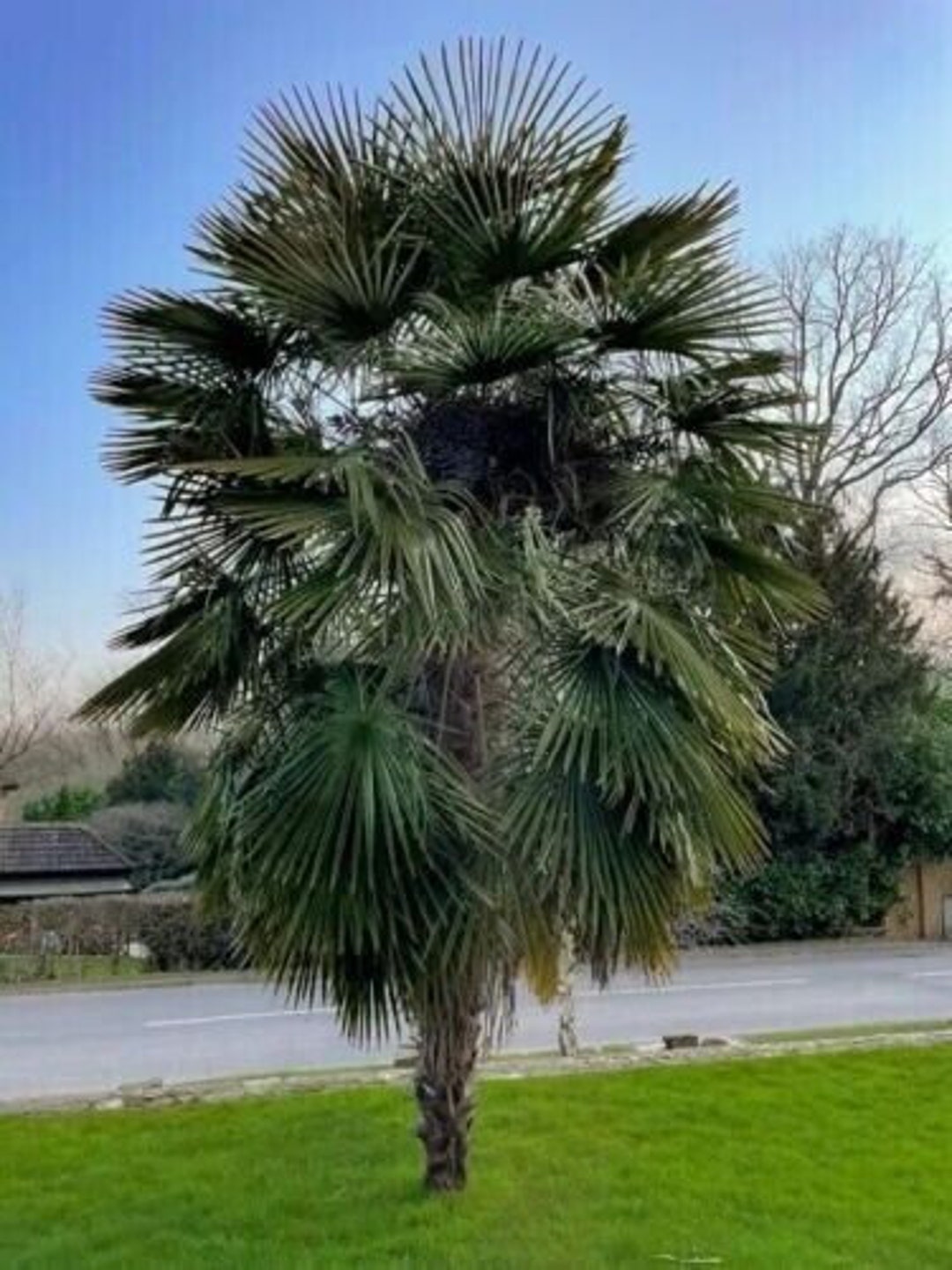 Trachycarpus Fortunei - Chinese Windmill Palm - Chusan Palm 5+ Seeds ...