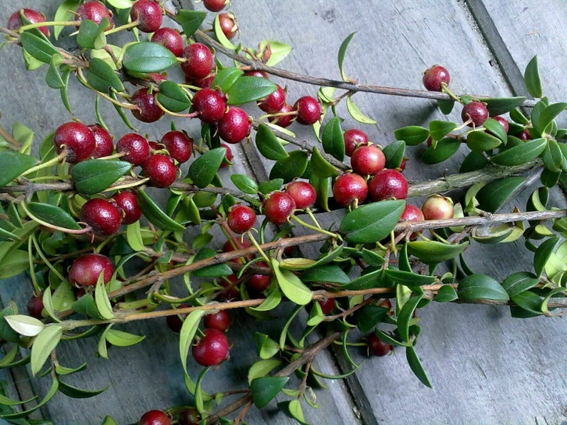 Chilean Guava Ugni Mollinae Murta 5 Seeds gx 057 - Etsy