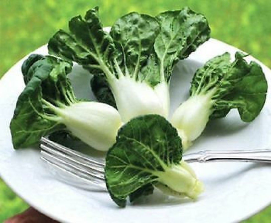 Mini Pak Choi 'hok Du' 25 Seeds B 031 - Etsy
