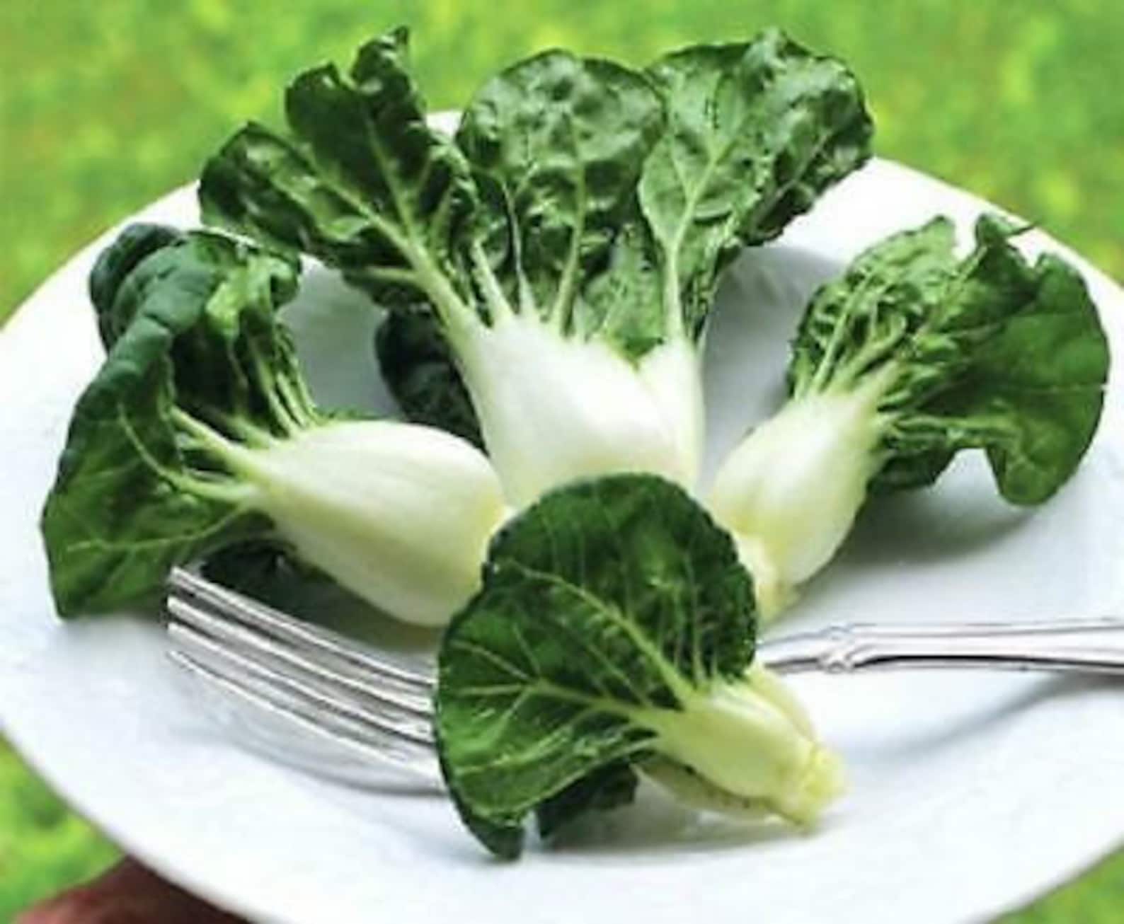 Mini Pak Choi 'hok Du' 25 Seeds B 031 | Etsy