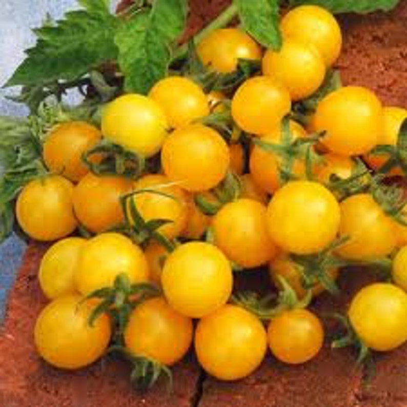 Tomate Grosella Dorada 5 semillas P 135 - Etsy México