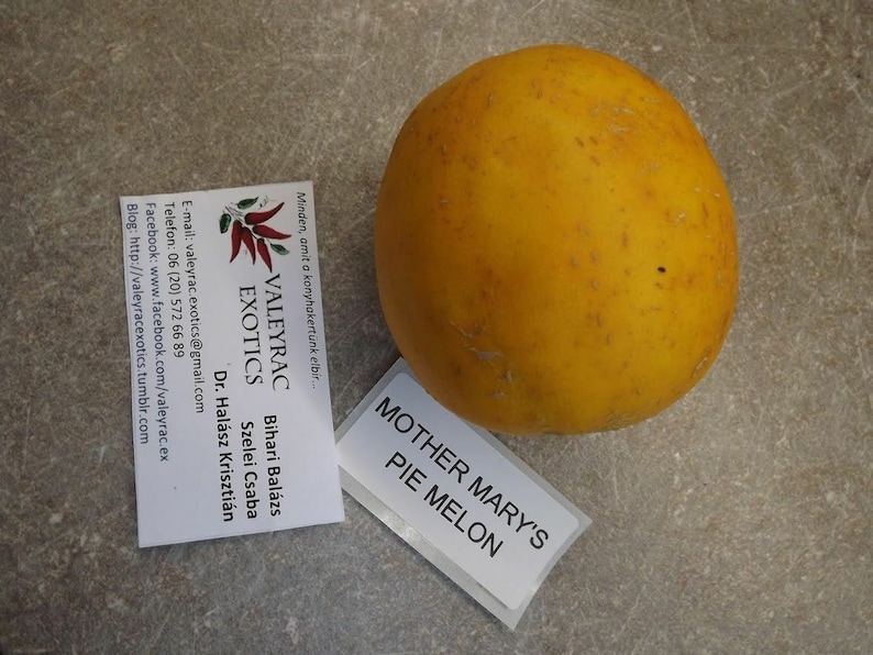 Mother Mary's Pie Melon Honeymelon 20seeds CM 020 - Etsy