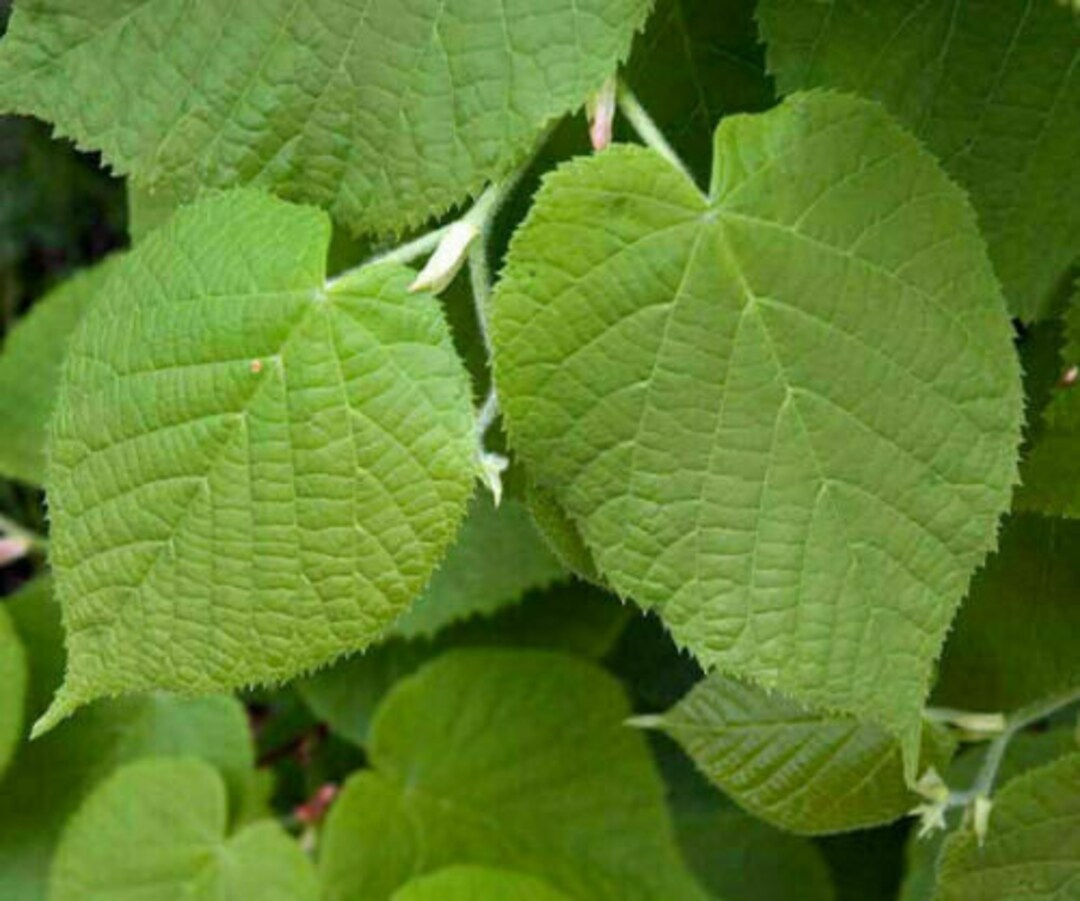 Tilleul à grandes feuilles - Tilleul - Tilia platyphyllos - 50 graines ...