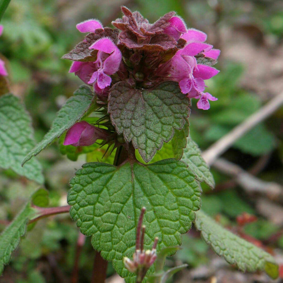 Purple Dead Nettle Lamium Purpureum 500 Seeds E 158 - Etsy