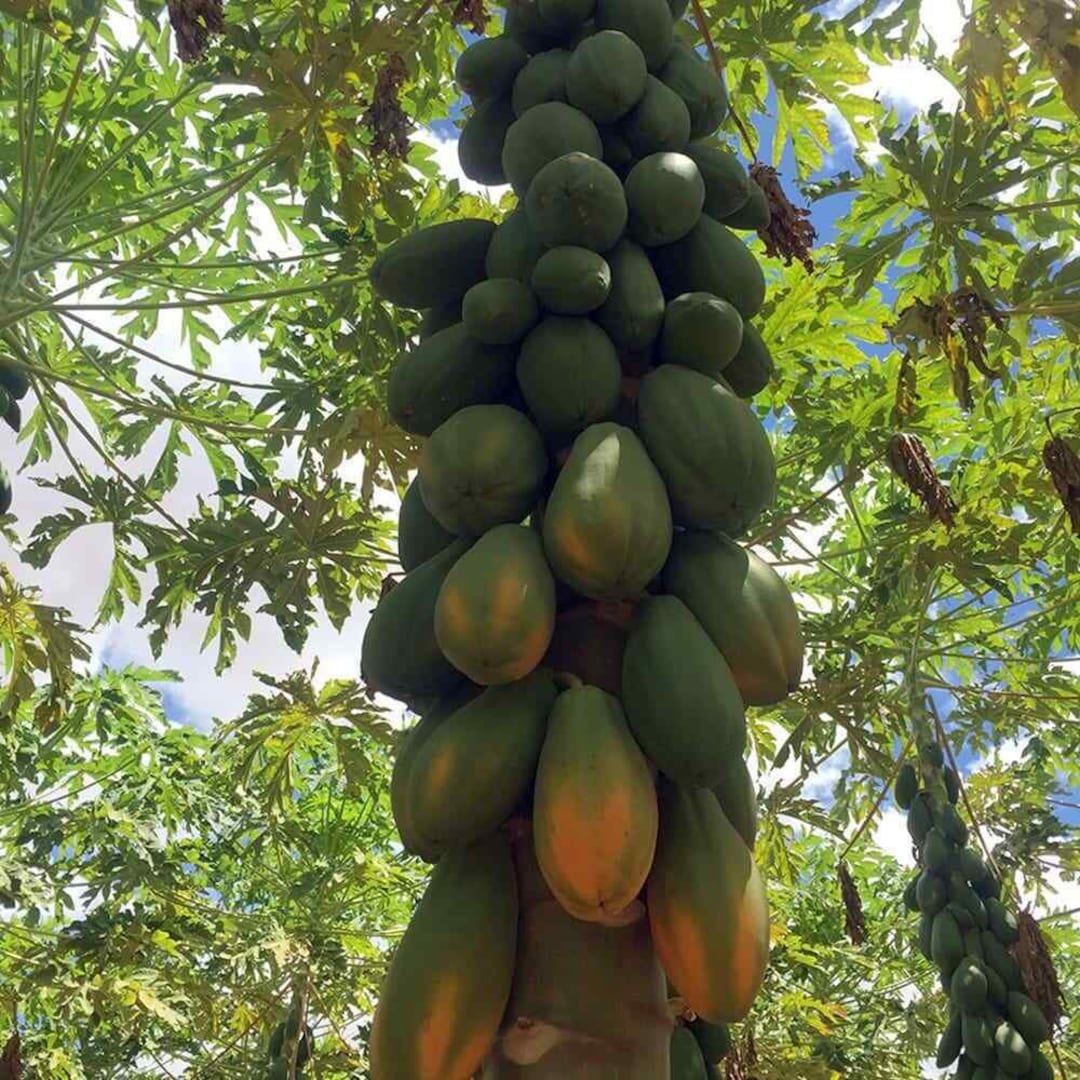 Papaye géante de Formose du Brésil - Carica papaya - 10+ graines Gx 054 ...