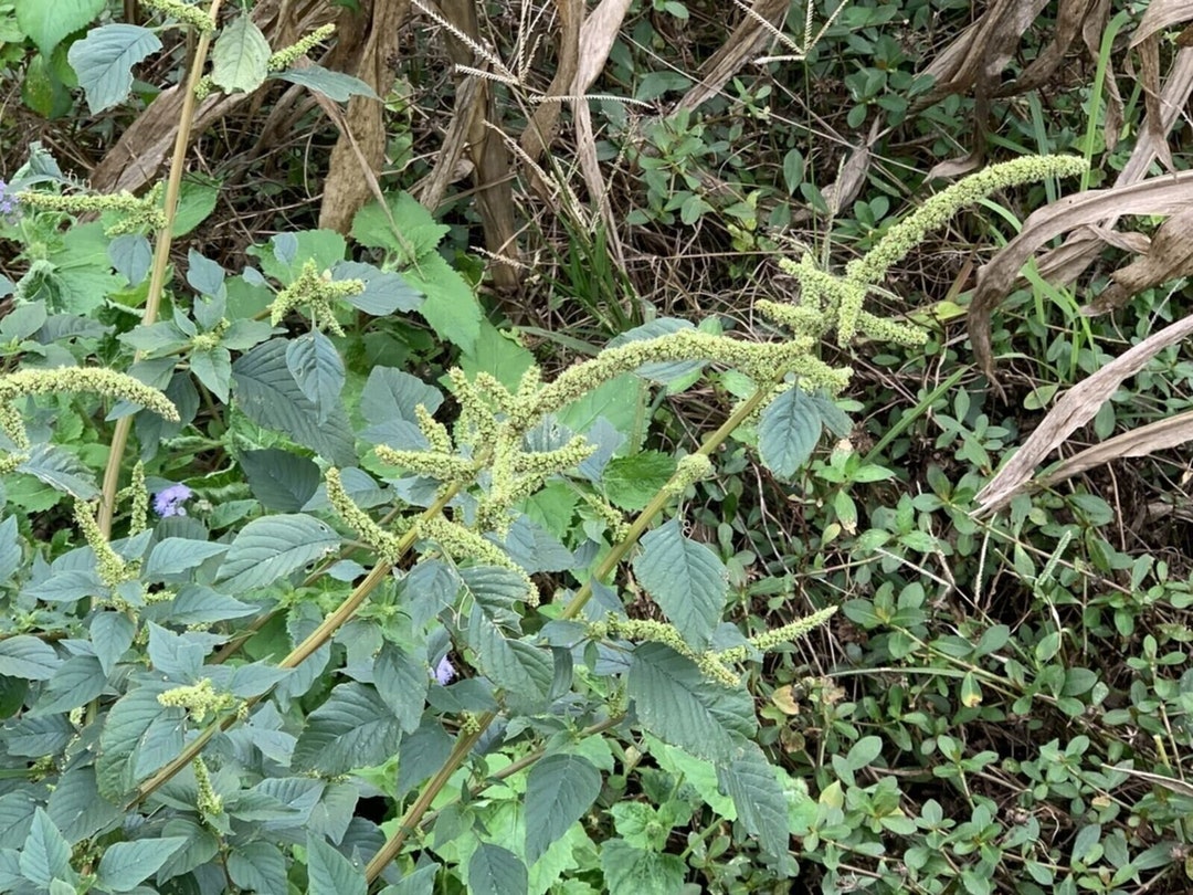 Chinese Spinach Yin Choy Amaranthus Tortuosus 25 Seeds - Etsy