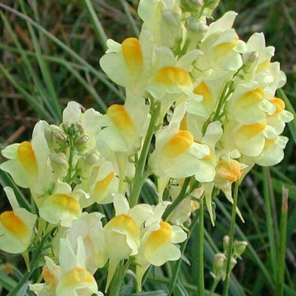 Linaria Vulgaris Seeds - Etsy