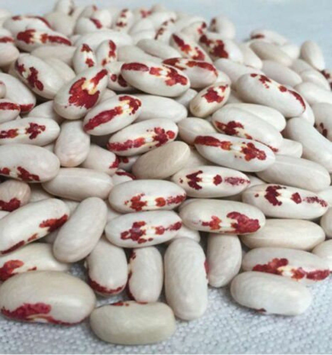 Holy Bean Nombril De Bonne Soeur 5 Seeds H 124 - Etsy UK