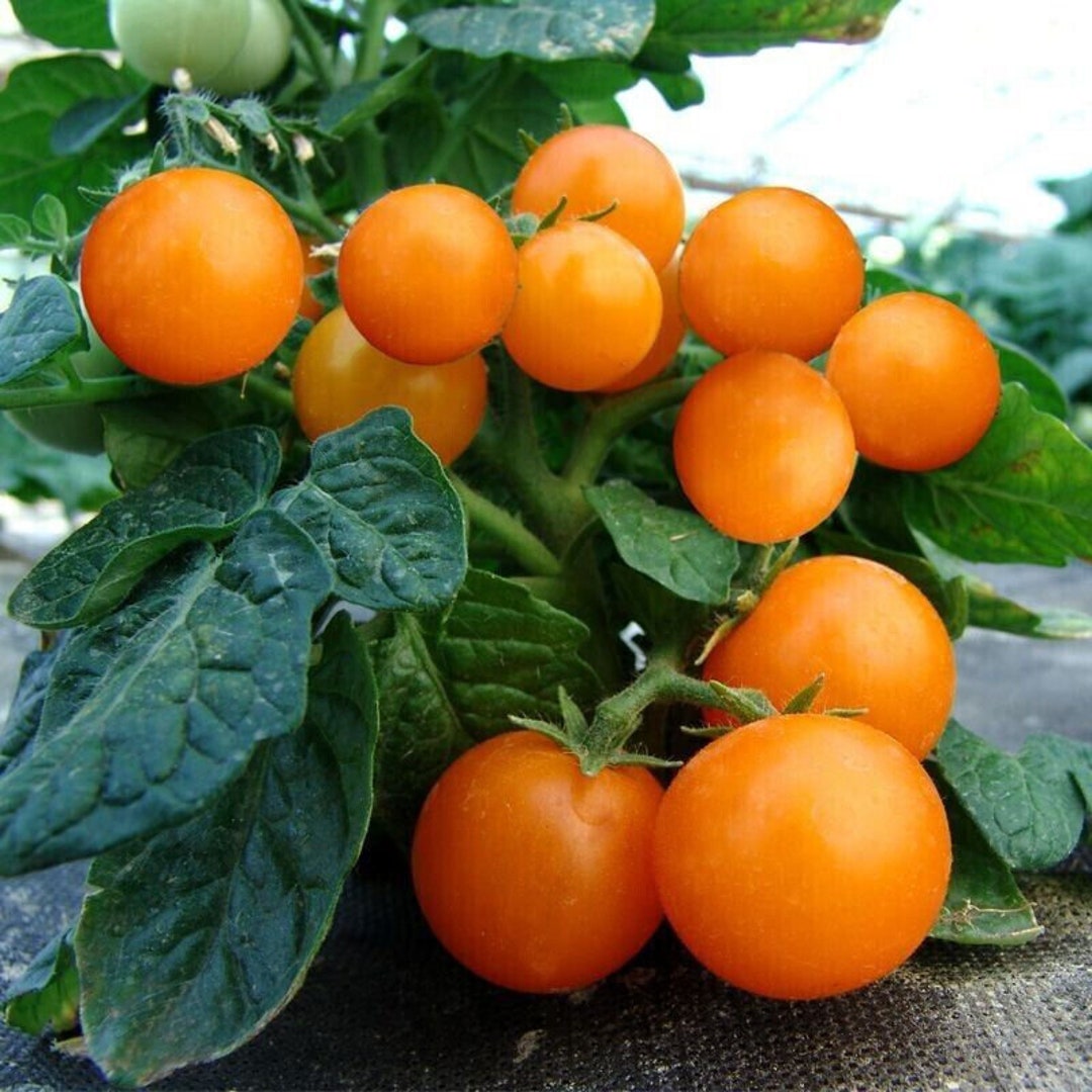 Pinocchio Orange Dwarf Tomato - 5+ Seeds - P 256 - Etsy Canada