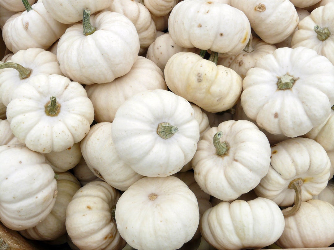 Pumpkin Baby Boo Squash 10 Seeds Mini Jack-o-lantern - Etsy