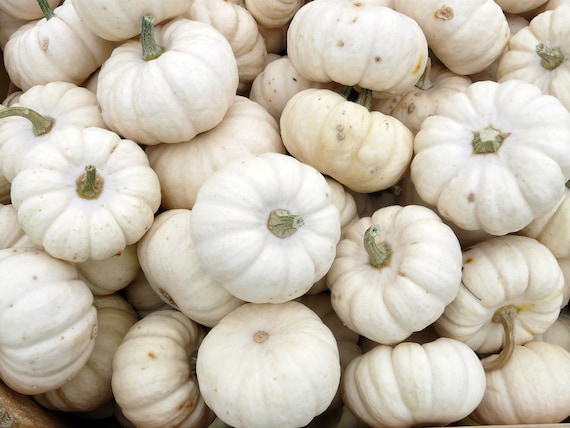 Pumpkin Baby Boo Squash 5 Seeds Mini Jack-o-lantern C | Etsy