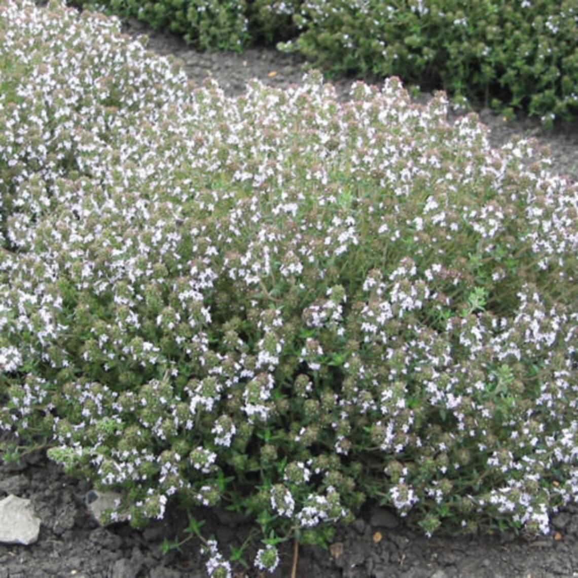 Orange Thyme Thymus Fragrantissimus 25 Seeds F 075 | Etsy