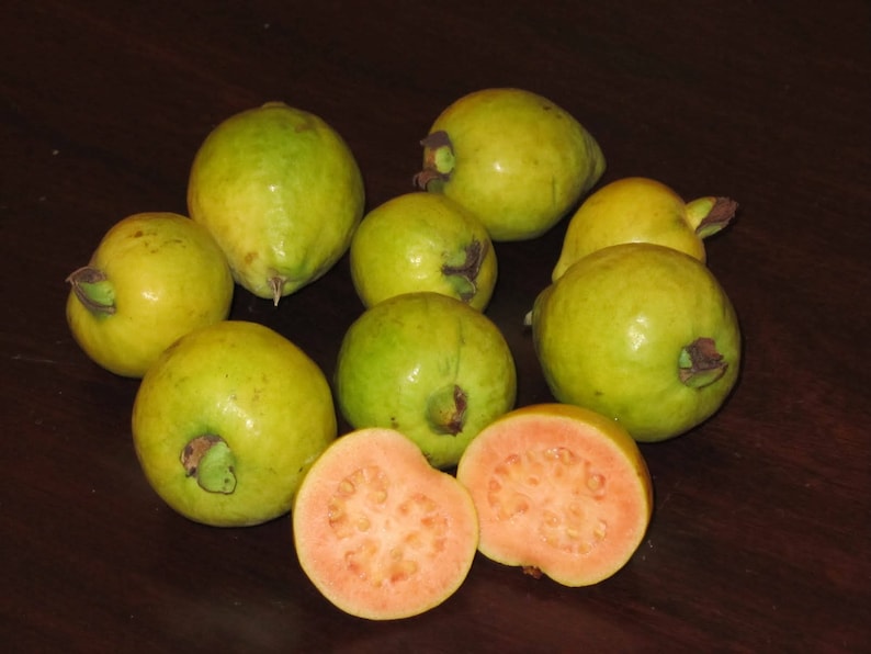 Guayaba de Fresa Amarilla Psidium cattleyanum var. littorale | Etsy