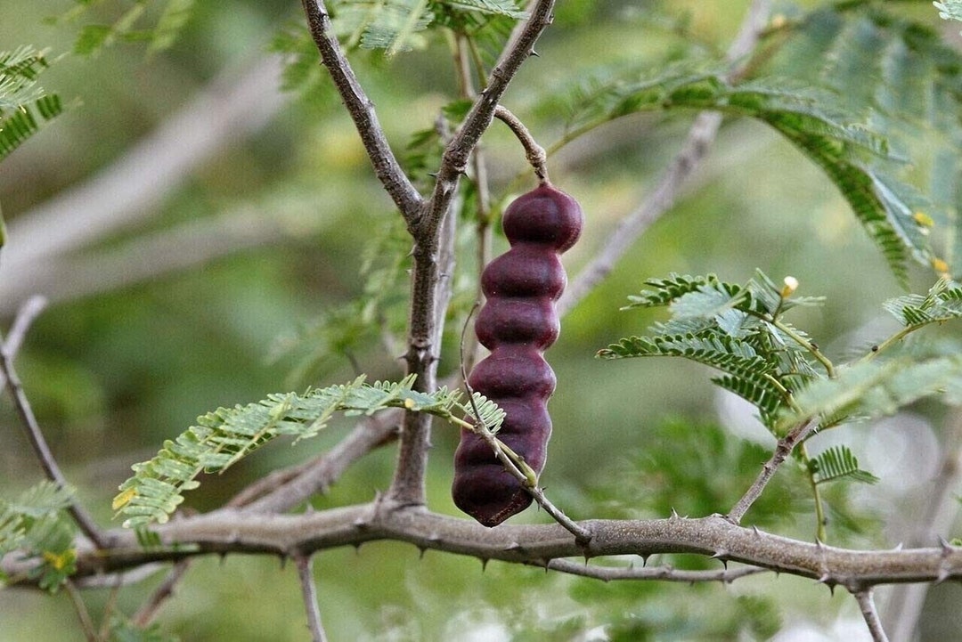 Shikakai - Soap-pod - Acacia Concinna - Shikakai-baum - 5+ Seeds - W ...