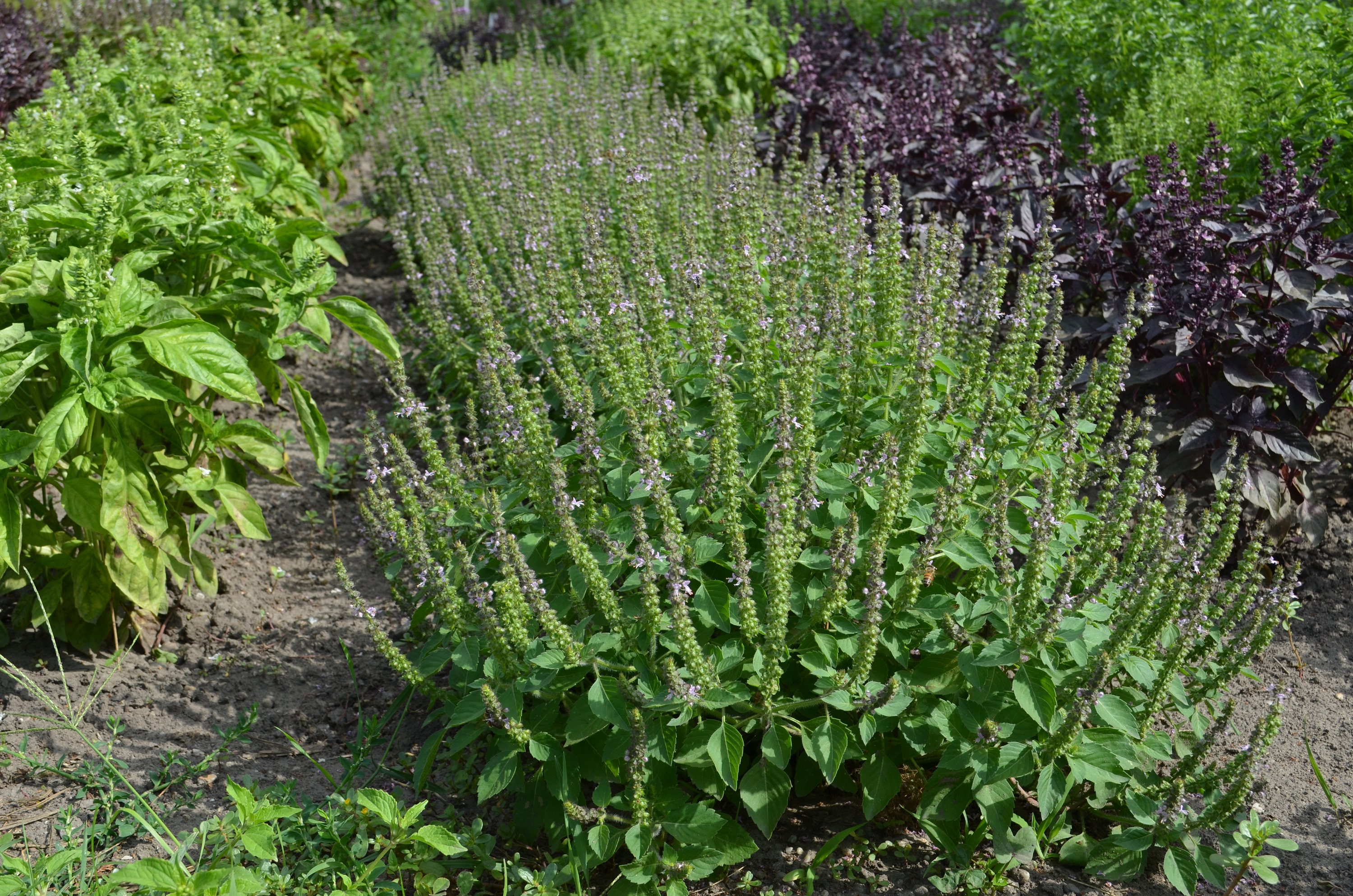 Ocimum Americanum