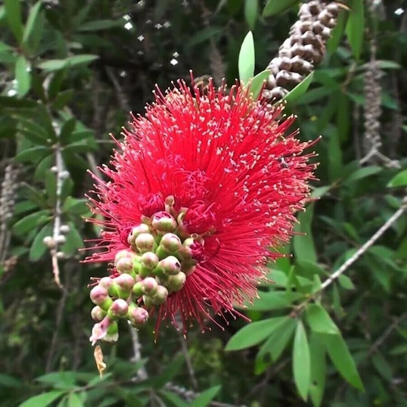 Callistemon Rigidus