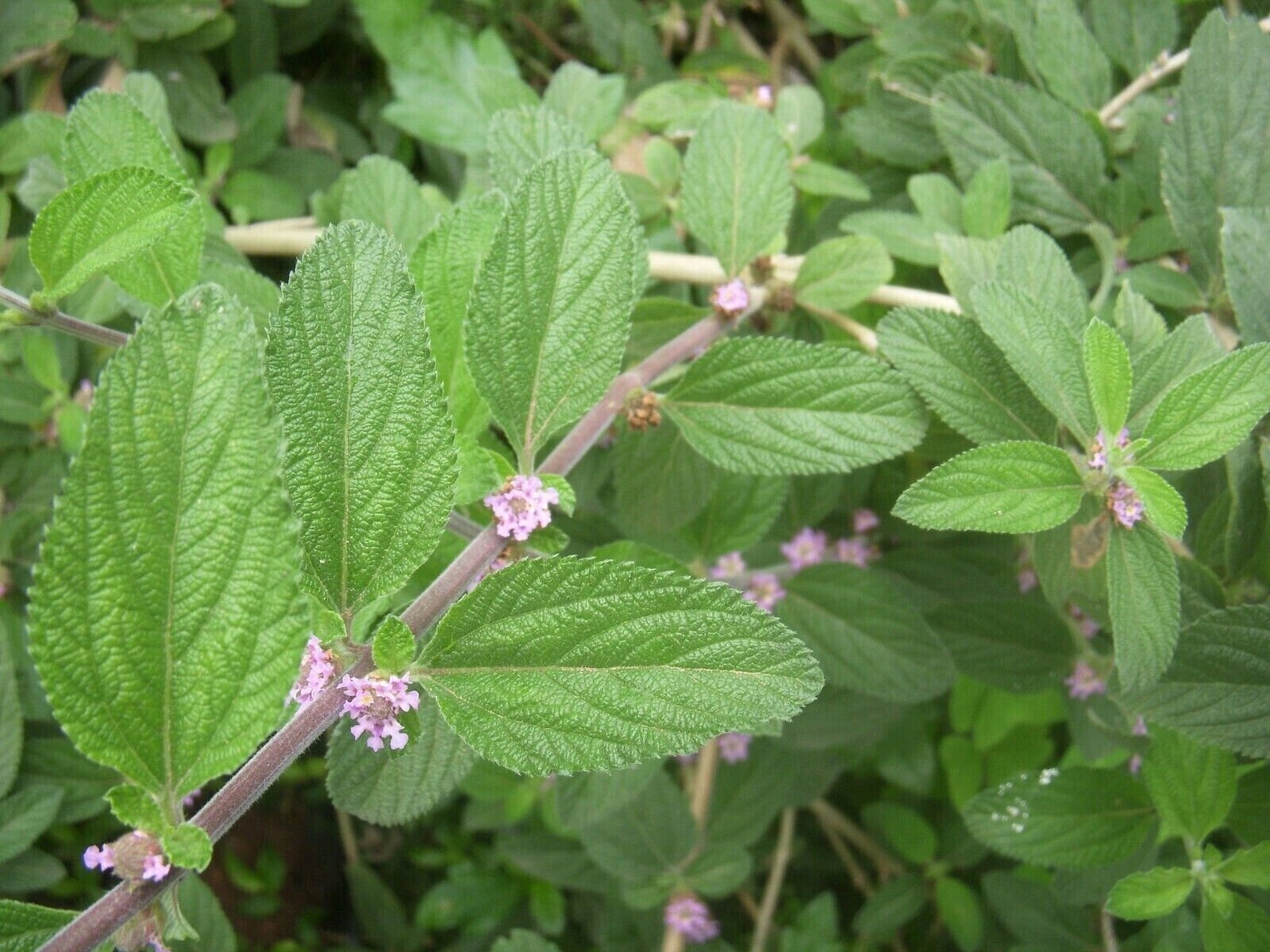 Hierba Negra - Poleo - Pamporegano - Lippia Alba - 5+ Seeds - Samen - F ...