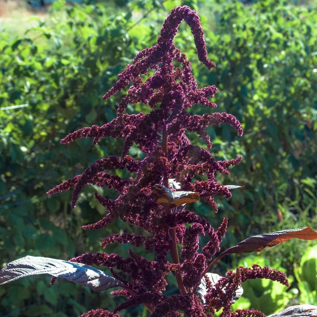 Amaranth Greek Purple 100 Seeds Am 004 - Etsy