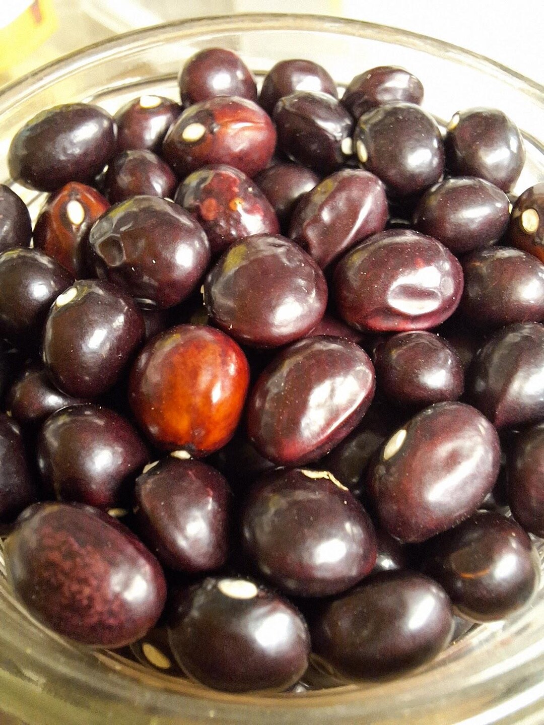Rènega Negra Pole Bean - Climbing Beans - 10 Seeds - H 186 - Etsy Canada