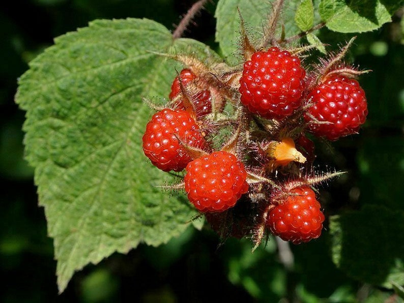 Japanese Wineberry Rubus Phoenicolasius 10 Seeds G 062 | Etsy