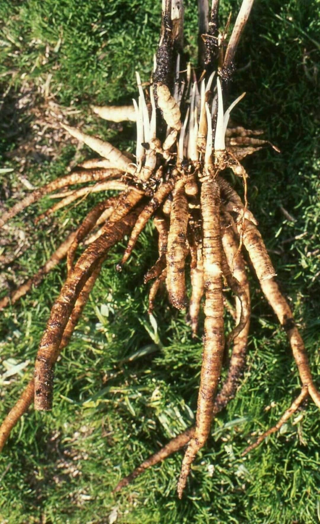 Sugar Root Skirret Crummock Sium Sisarum 10 Seeds R - Etsy