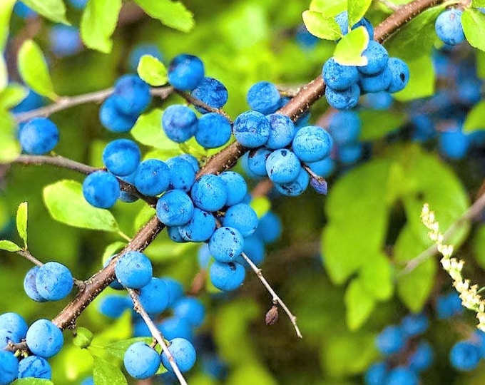 Blackthorn Sloe 25 Seeds G 012 - Etsy