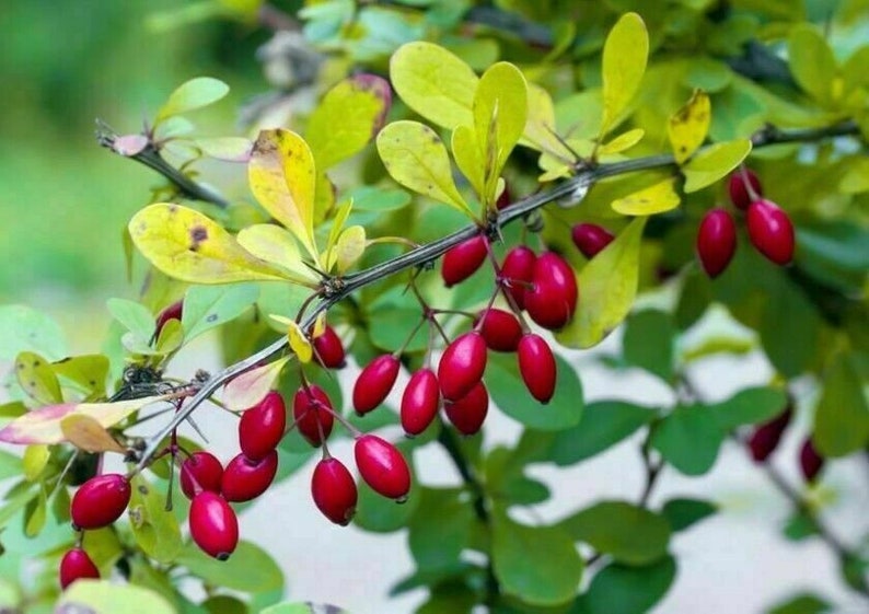 Common Barberry Berberis Vulgaris 100 Seeds G 070 - Etsy UK