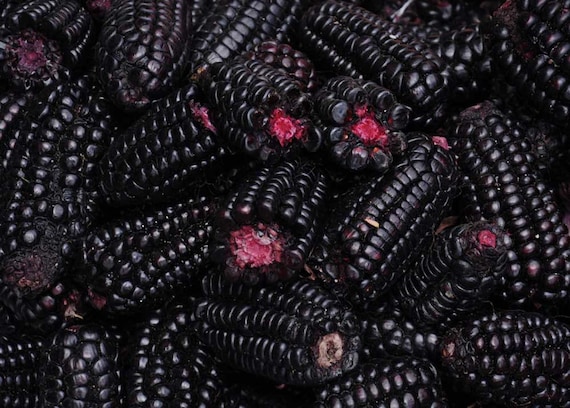 Peruvian Morado Corn 25 Seeds zm 019 | Etsy