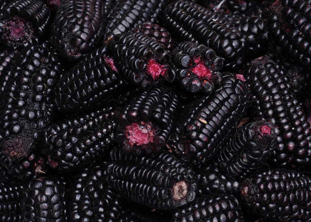 Peruvian Morado Corn 25 Seeds zm 019 - Etsy