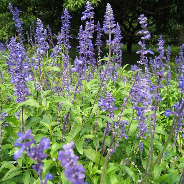 Salvia Divinorum Seeds - Etsy
