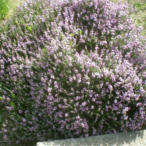 Savory of Crete Satureja Thymbra 20 Seeds F 145 - Etsy