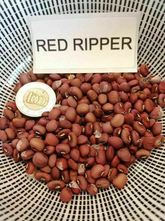 Red Ripper Cowpea Black-eyed-pea Bean 5 Seeds H 088 | Etsy UK