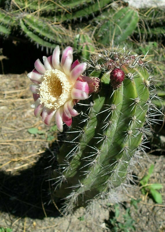 Pitaya Cactus