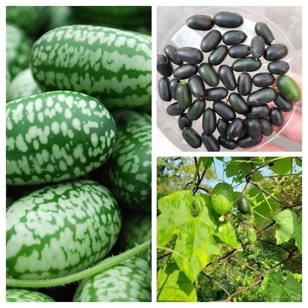 Mini Cucumber Melon Package Mouse Melon SORTIMENT 3 Variety 15 Seeds V ...
