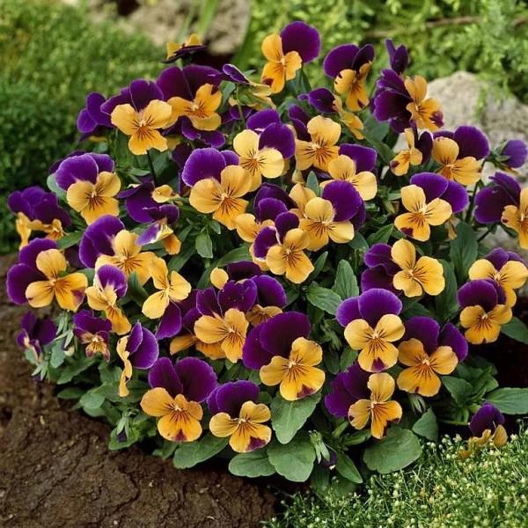 Horned Pansy King Henry - Horned Violet - Viola Cornuta - 20 Seeds - Ed ...