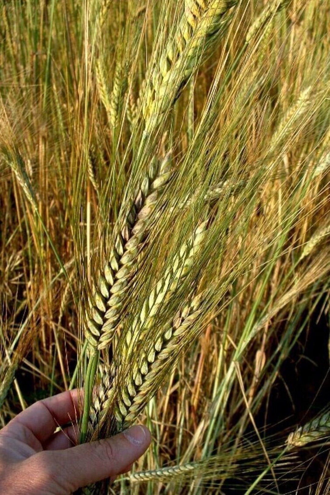 Kamut Khorasan Wheat 25 Seeds Am 097 - Etsy