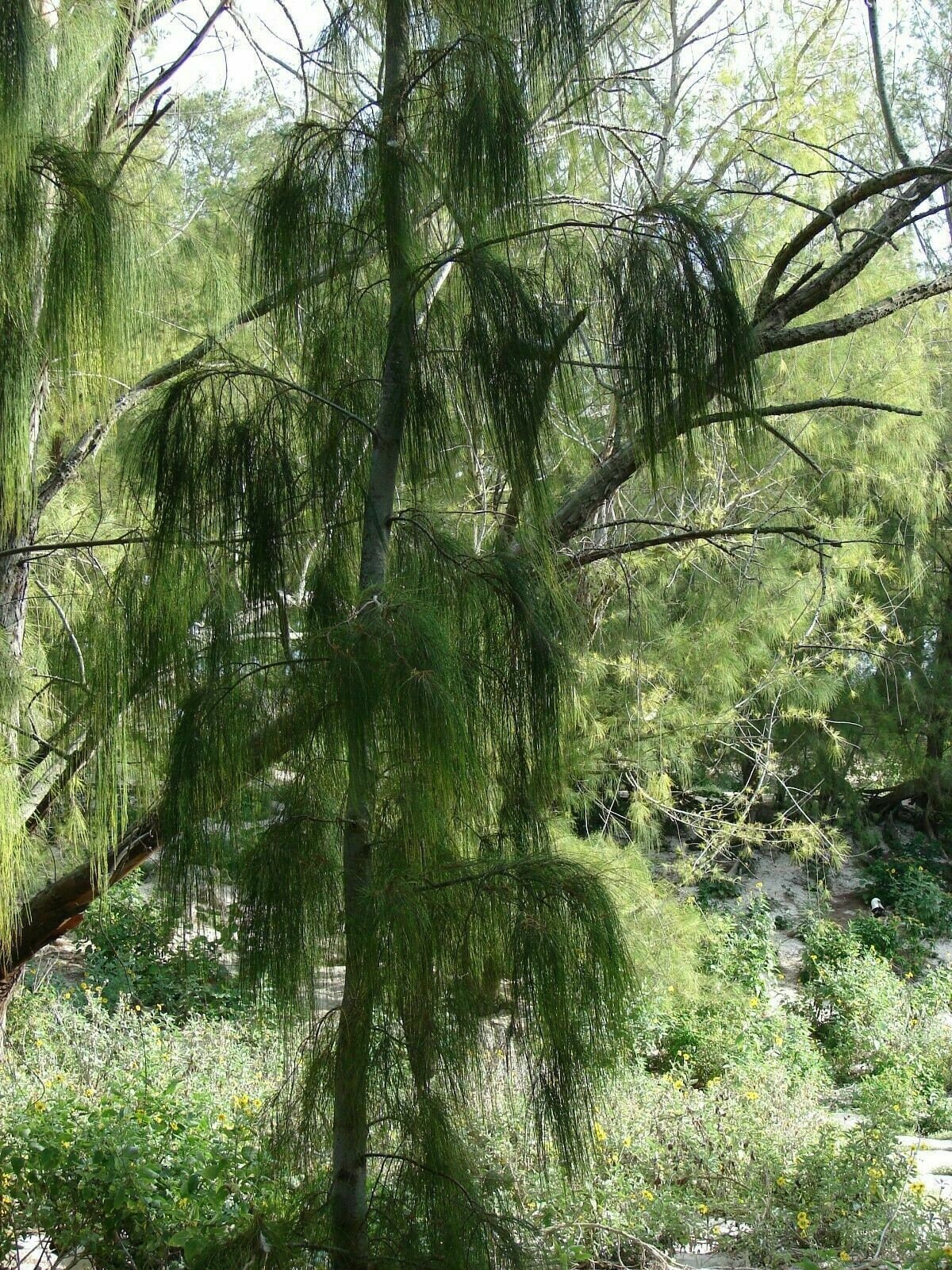 Casuarina Glauca