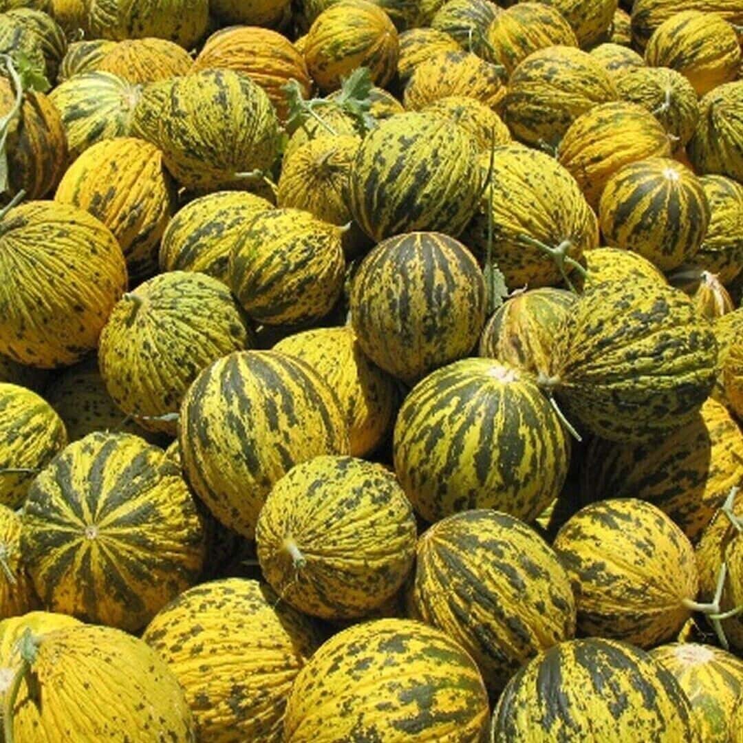 Buy Gods Head Melon Kirkagac Turkish Melon 5 Seeds Cm 029 Online in ...