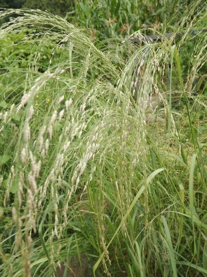Teff Dwarf Millet 25 Seeds the Smallest Cereal Am 035 - Etsy