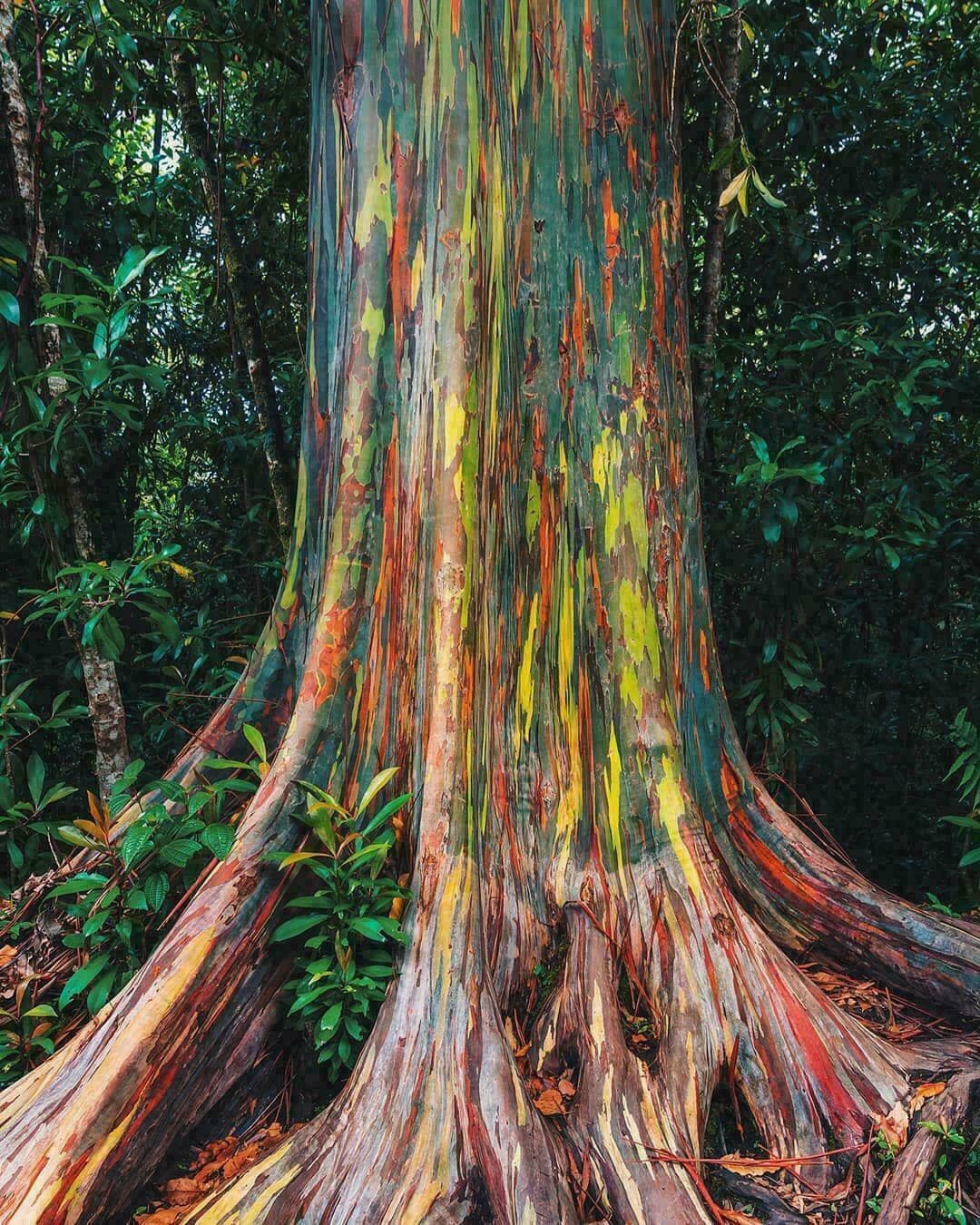 Rainbow Eucalyptus Tree Seeds
