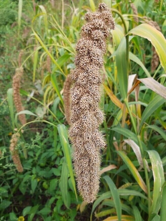 White Millet Plant