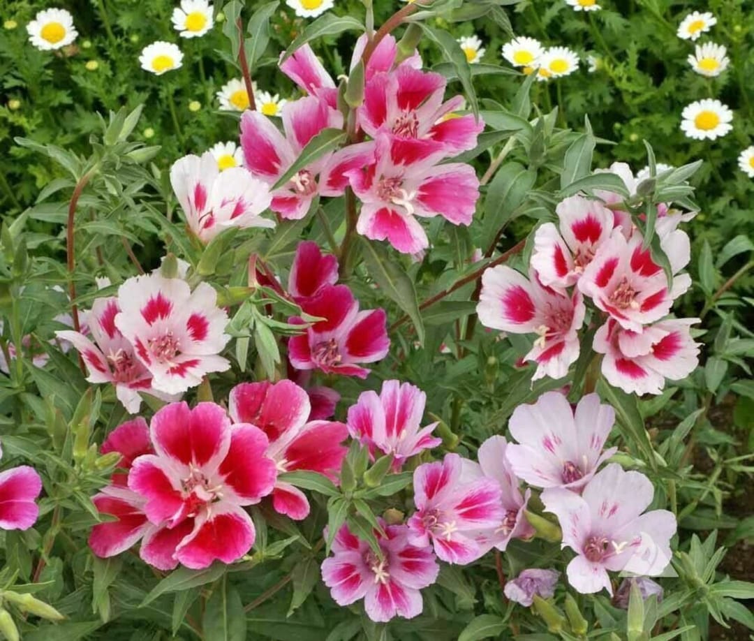 Summer Azalea Farewell to Spring Clarkia Amoena Dwarf Mix - Etsy