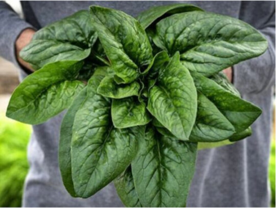 Merlo Nero Wild Spinach Turkish Spinach 50 Seeds L 206 - Etsy