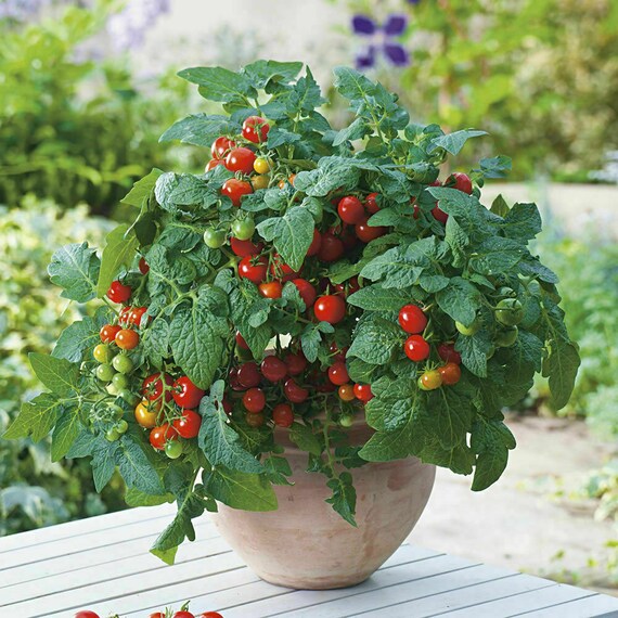 Minibel Tomato Dwarf Tomato 5 Seeds P 222 - Etsy